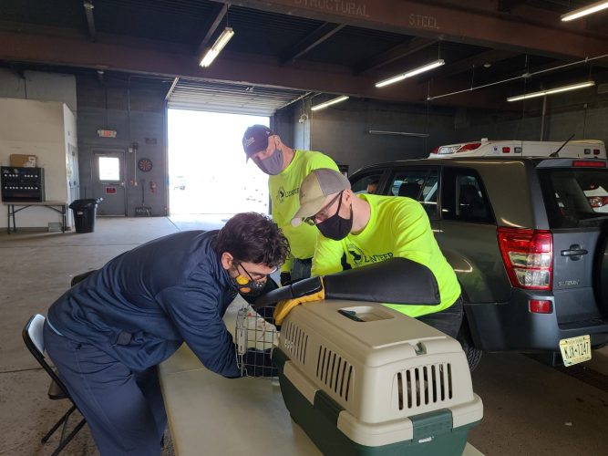 Rabies clinic in city vaccinates 148 animals | News, Sports, Jobs ...